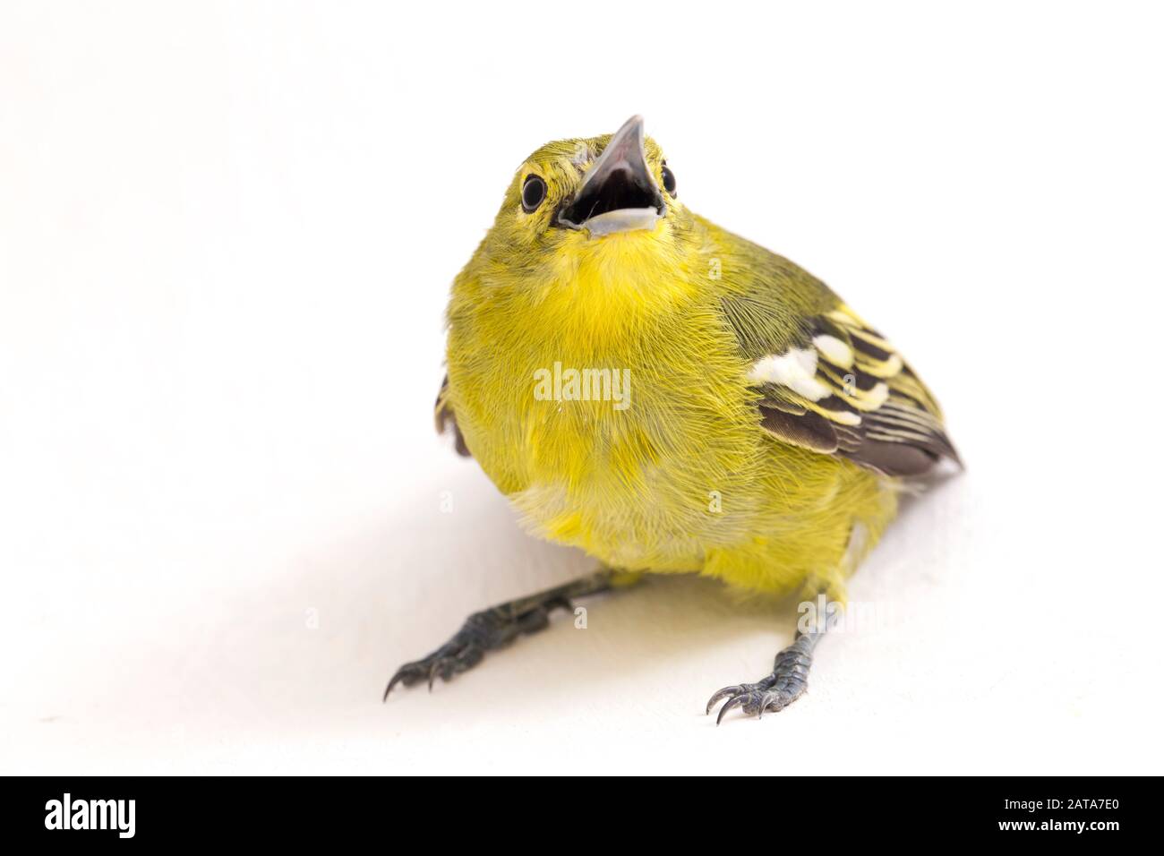 The common iora (Aegithina tiphia) isolated on white background Stock ...