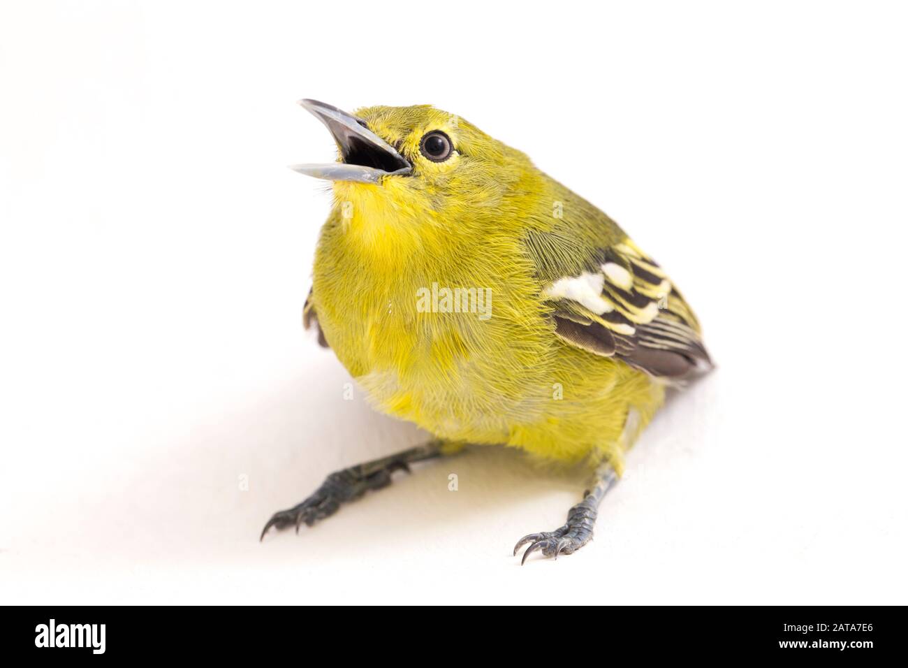The common iora (Aegithina tiphia) isolated on white background Stock ...
