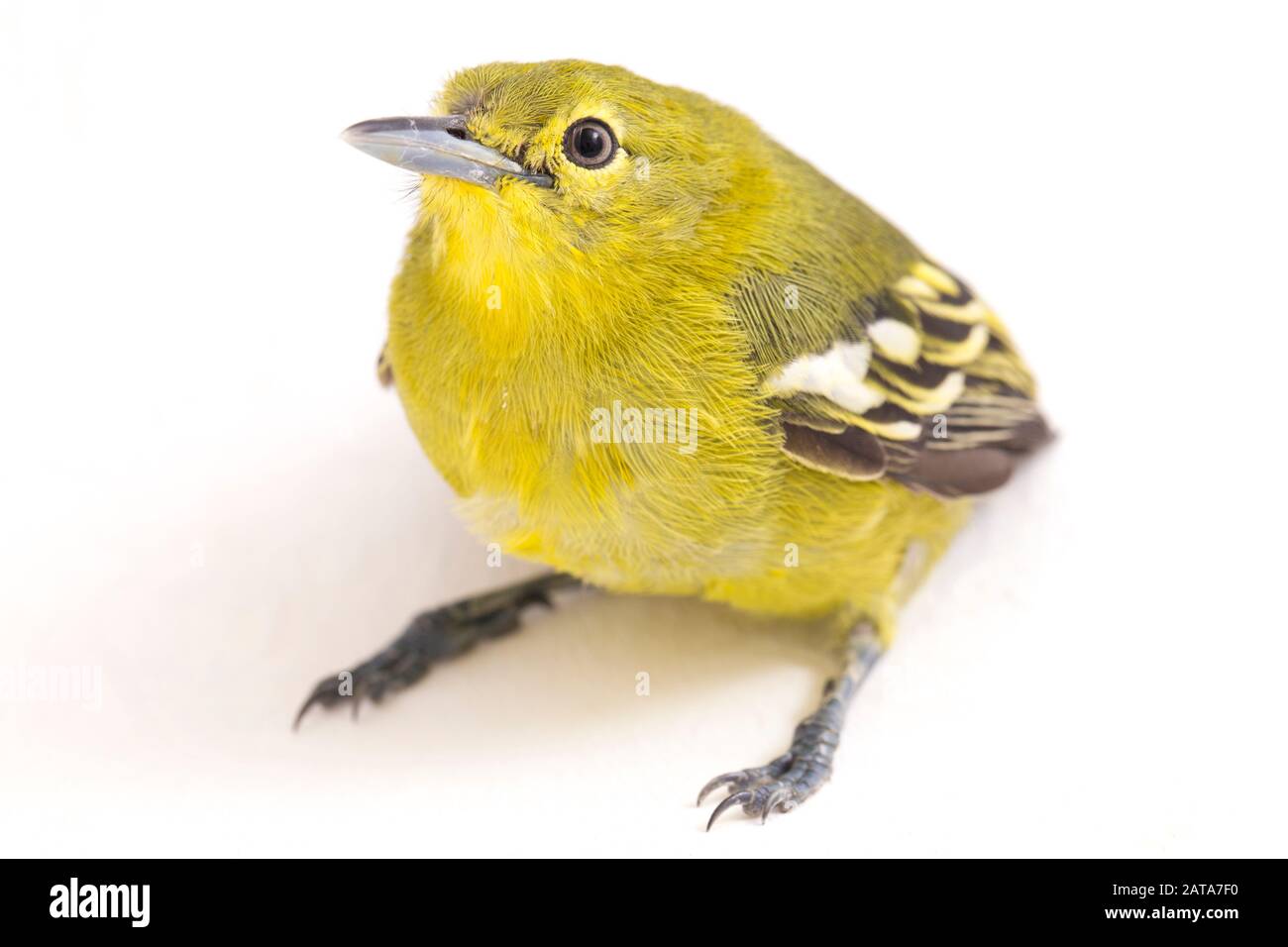 The common iora (Aegithina tiphia) isolated on white background Stock ...