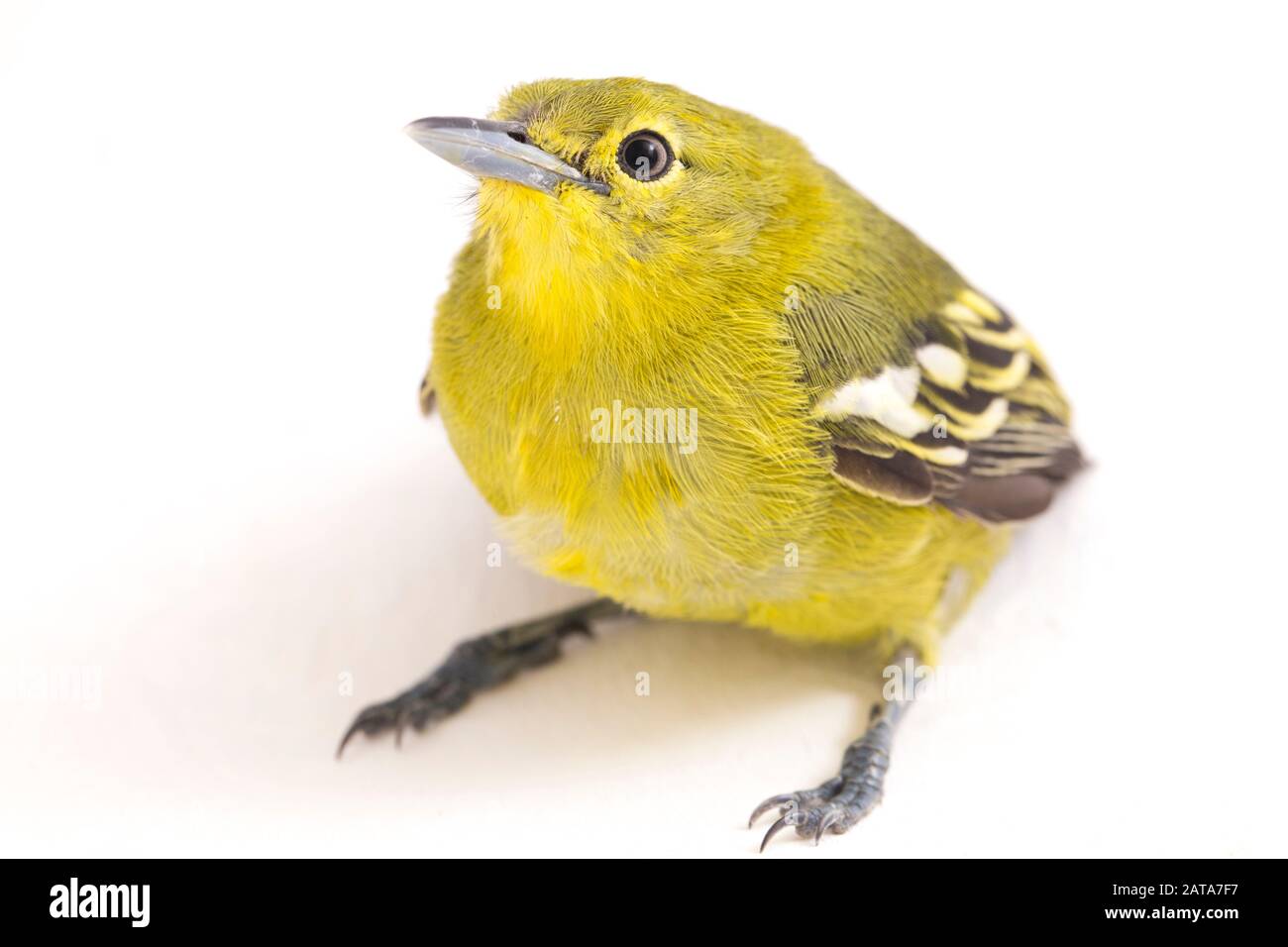 The common iora (Aegithina tiphia) isolated on white background Stock ...