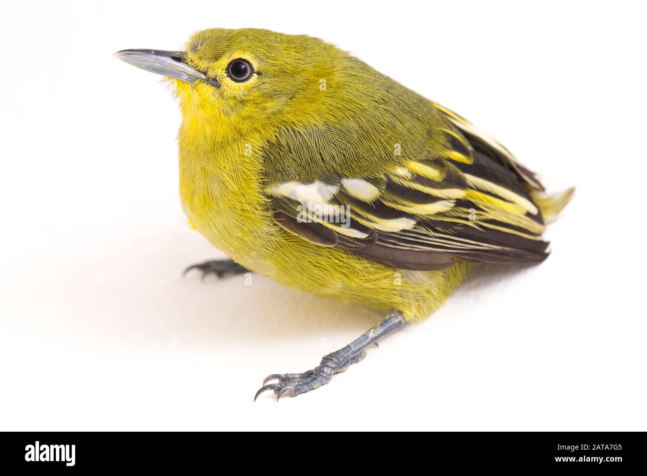 The common iora (Aegithina tiphia) isolated on white background Stock ...