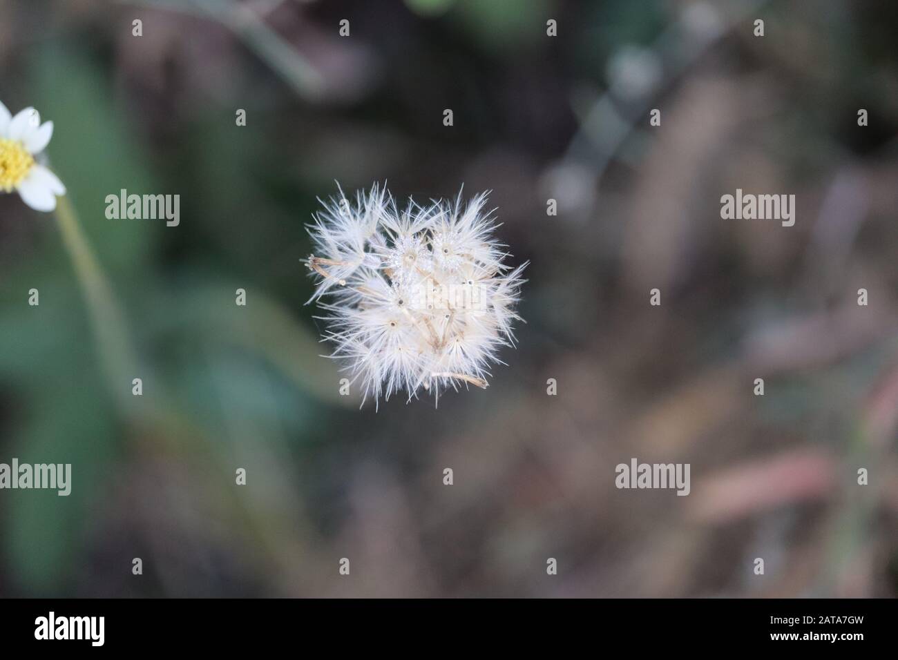 micro shot of white spring flowers on spring time in thar forest with ...
