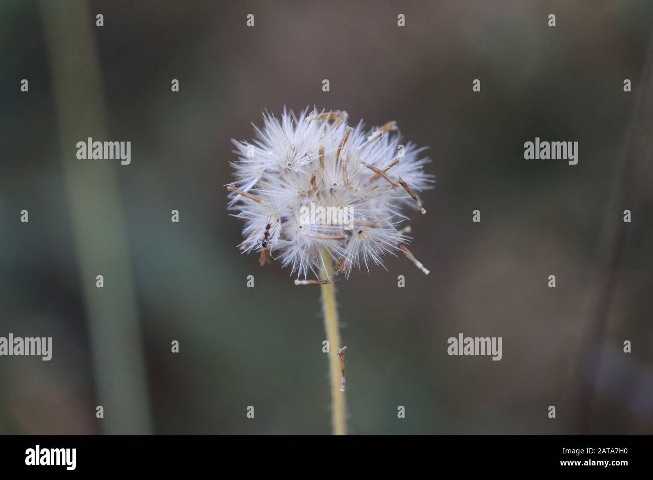 micro shot of white spring flowers on spring time in thar forest with ...