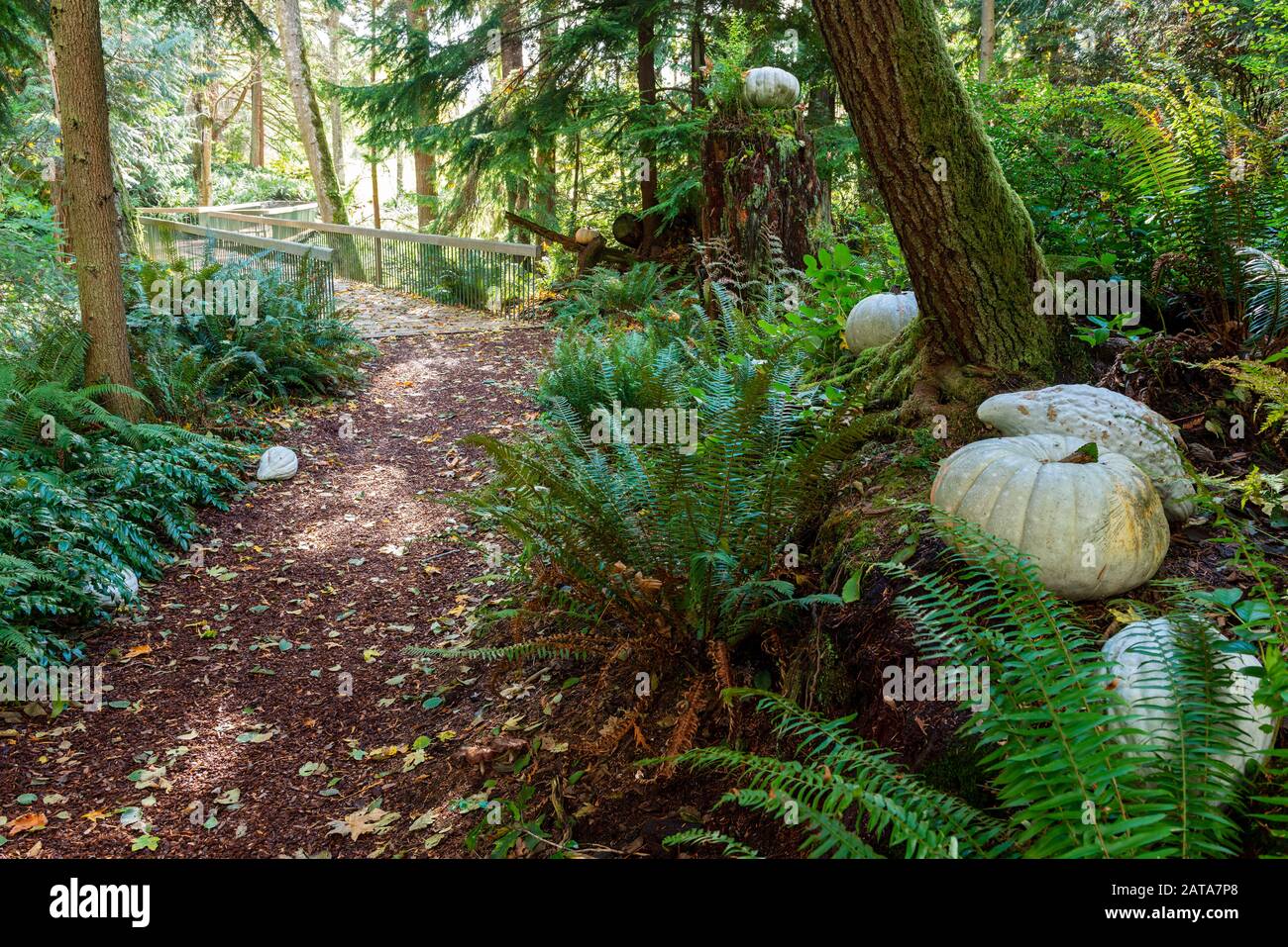 Pacific northwest trail wooden walkway hi-res stock photography and ...