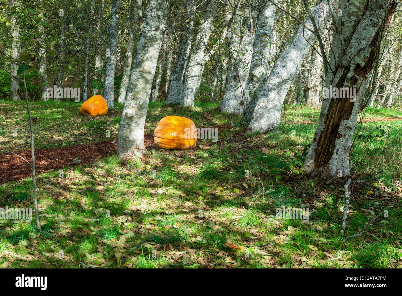 Oversized pumpkin hi-res stock photography and images - Alamy
