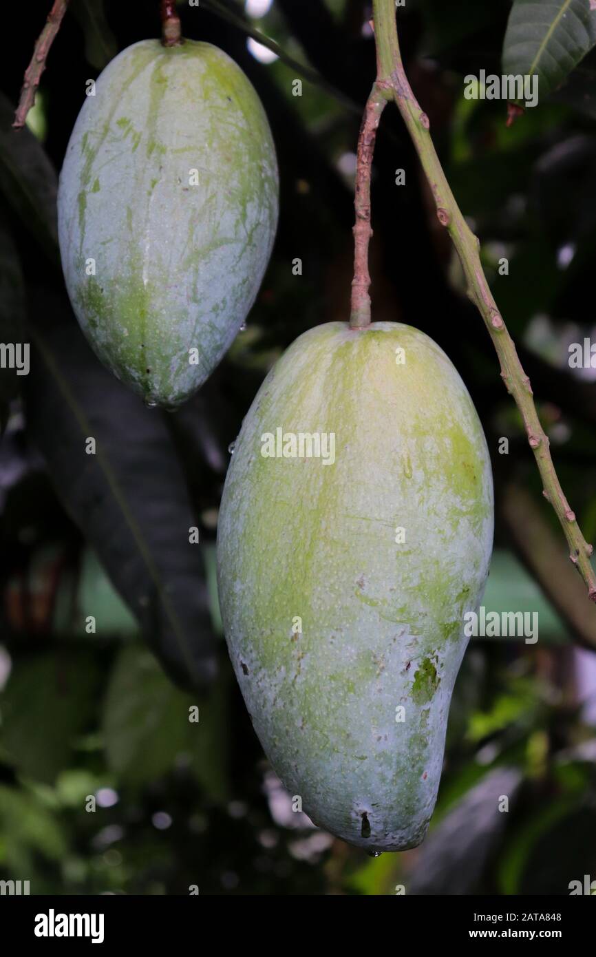 Green Mango Fruit on Mango Tree. Beautiful Mango Stock Photo - Alamy