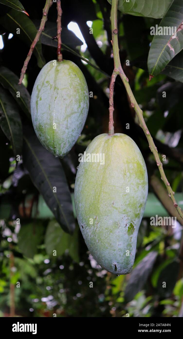 Green Mango Fruit on Mango Tree. Beautiful Mango Stock Photo - Alamy