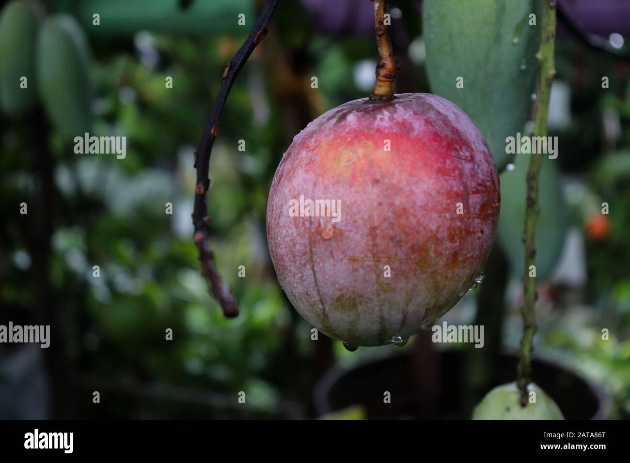 Isolated Close-up Green Mango tree with rain drop Stock Photo - Alamy