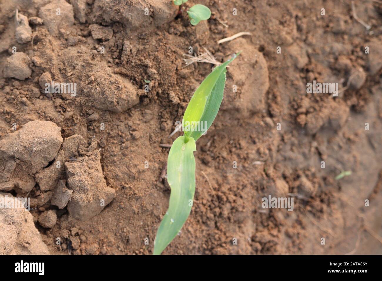 Young corn plants hi-res stock photography and images - Alamy