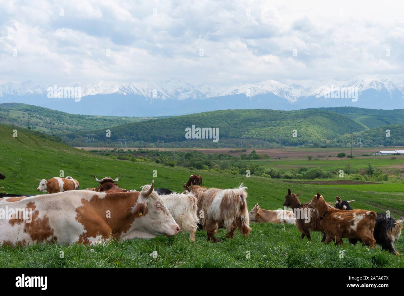 Cows in Alpine Landscape. Cows grazing on a green field. Cows on the ...