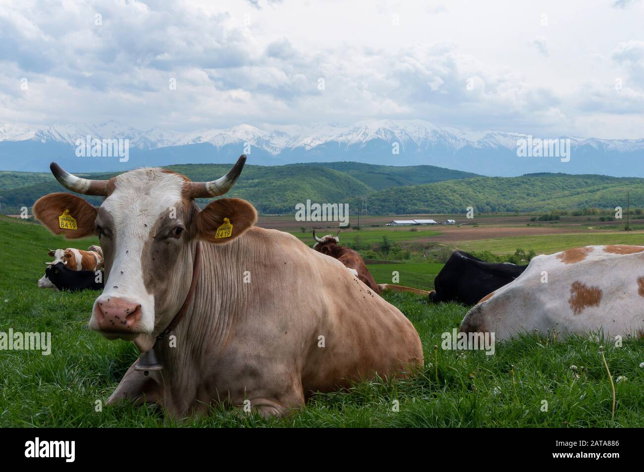 Cows in Alpine Landscape. Cows grazing on a green field. Cows on the ...