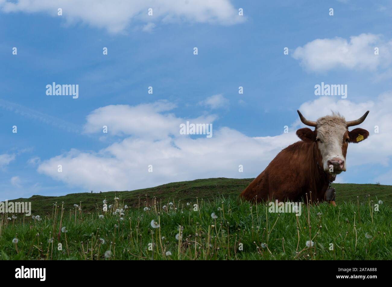 Cows in Alpine Landscape. Cows grazing on a green field. Cows on the ...
