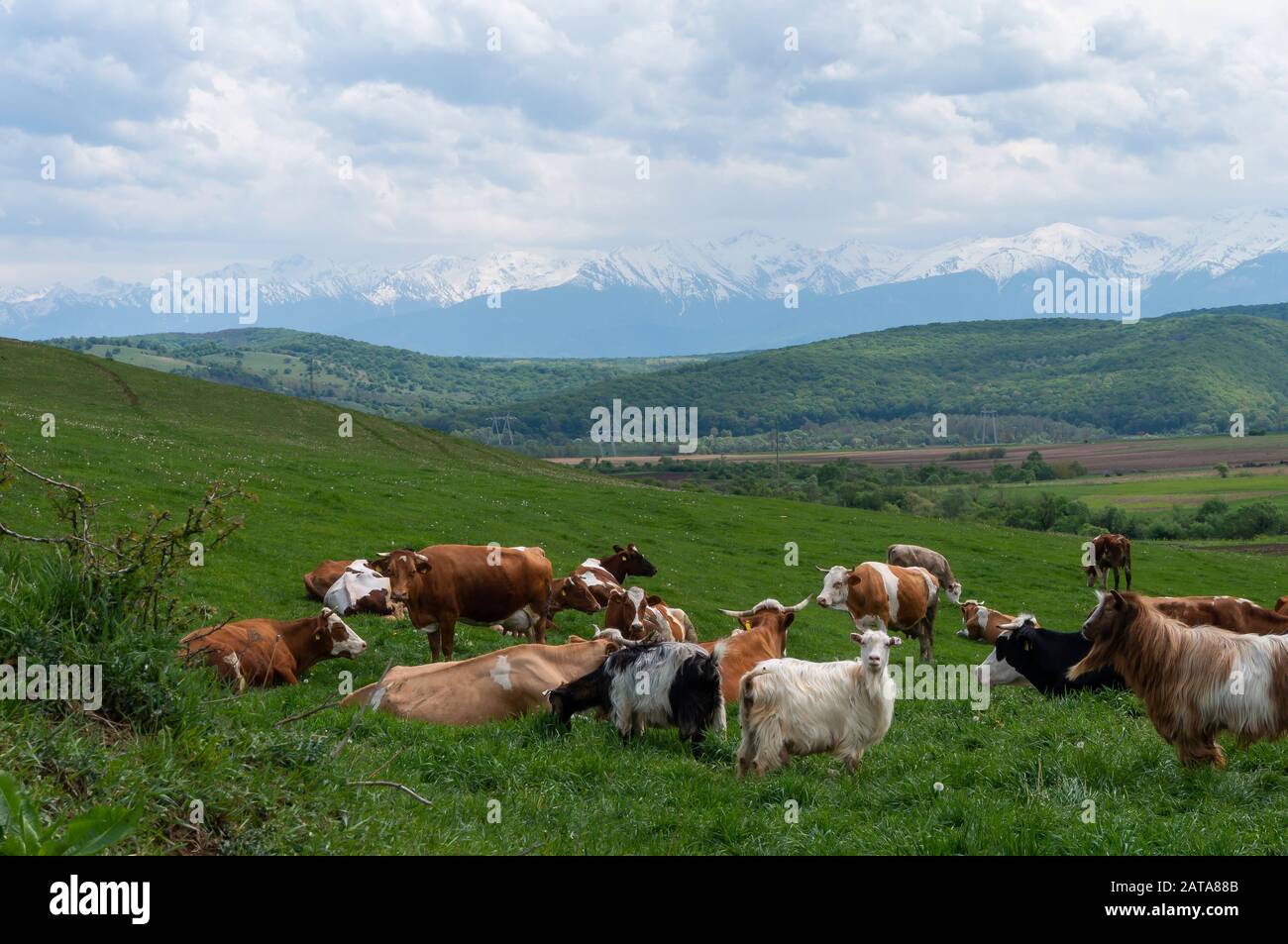 Cows in Alpine Landscape. Cows grazing on a green field. Cows on the ...