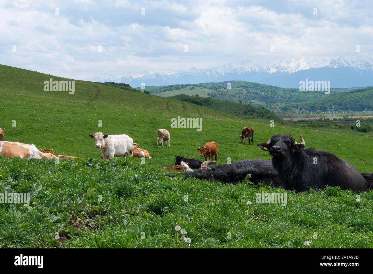 Cows in Alpine Landscape. Cows grazing on a green field. Cows on the ...