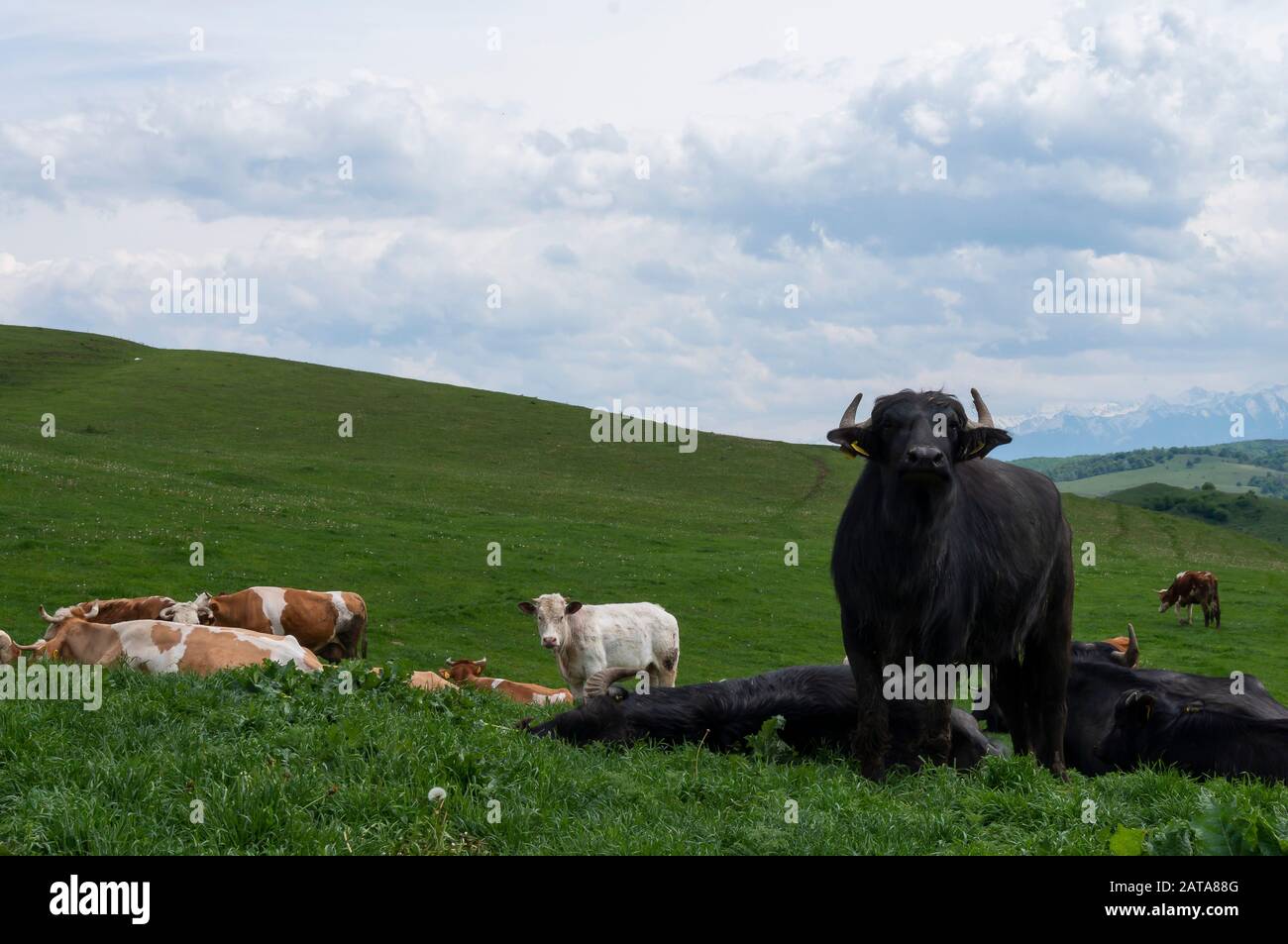 Cows in Alpine Landscape. Cows grazing on a green field. Cows on the ...