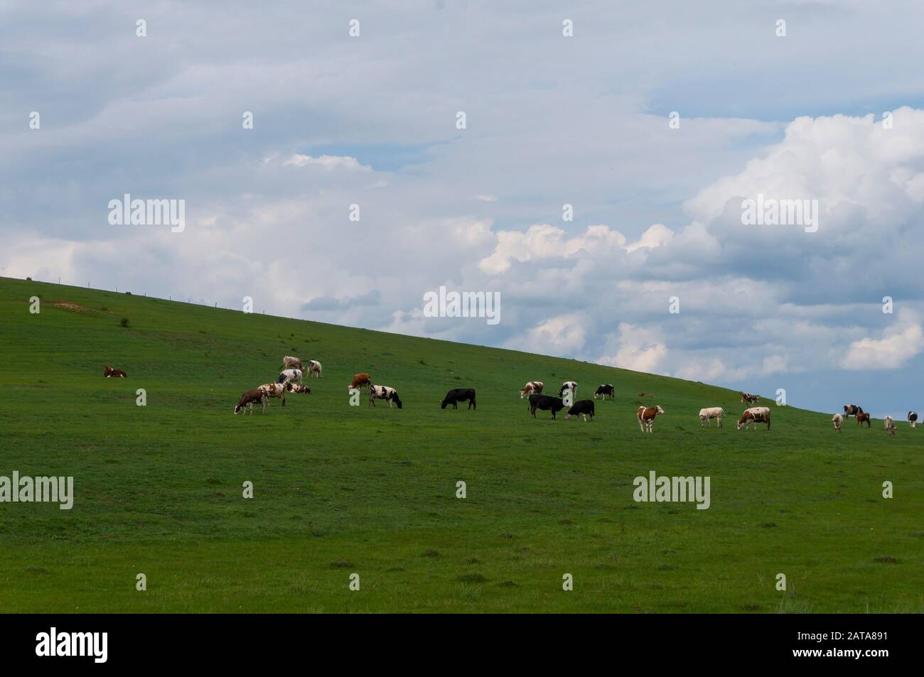 Cows in Alpine Landscape. Cows grazing on a green field. Cows on the ...