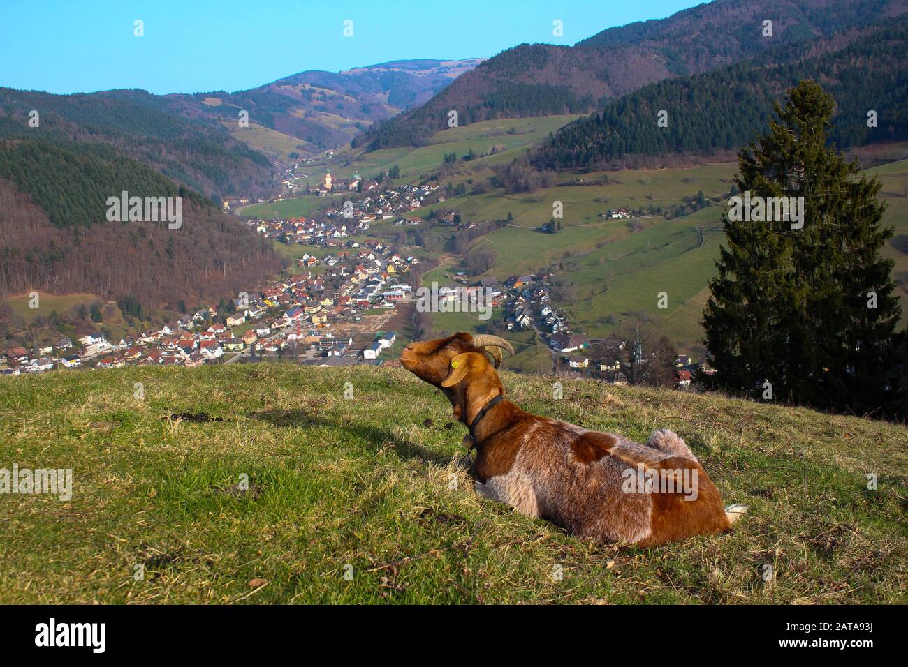 happy goat in the heights of Münstertal in the black forest in germany ...