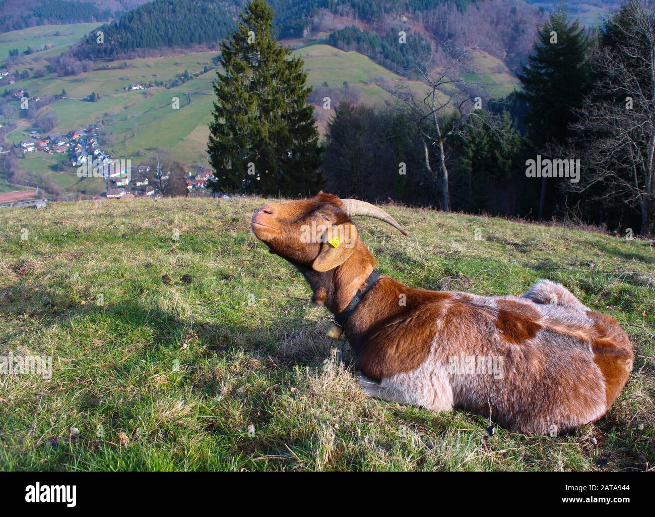 happy goat in the heights of Münstertal in the black forest in germany ...