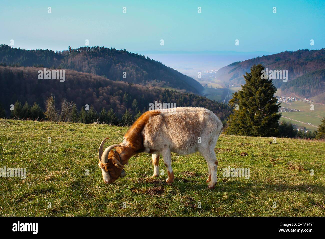 happy goat in the heights of Münstertal in the black forest in germany ...