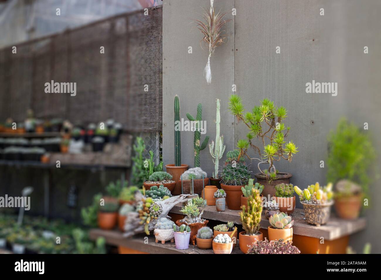 Market for sale plant in pots, stock photo Stock Photo - Alamy