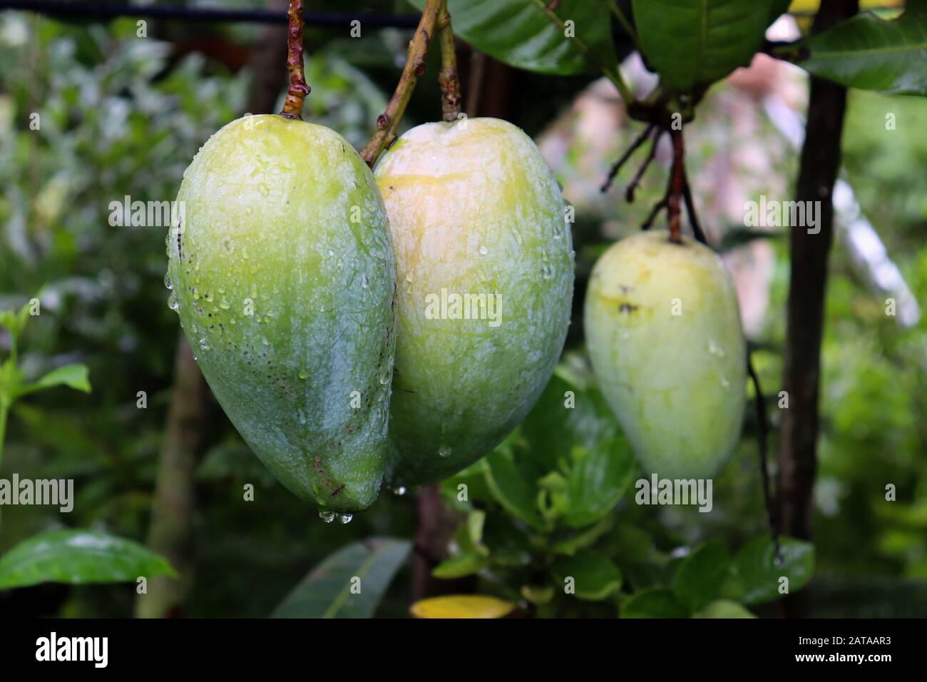 Green Mango Fruit on Mango Tree. Beautiful Green Mango Stock Photo - Alamy