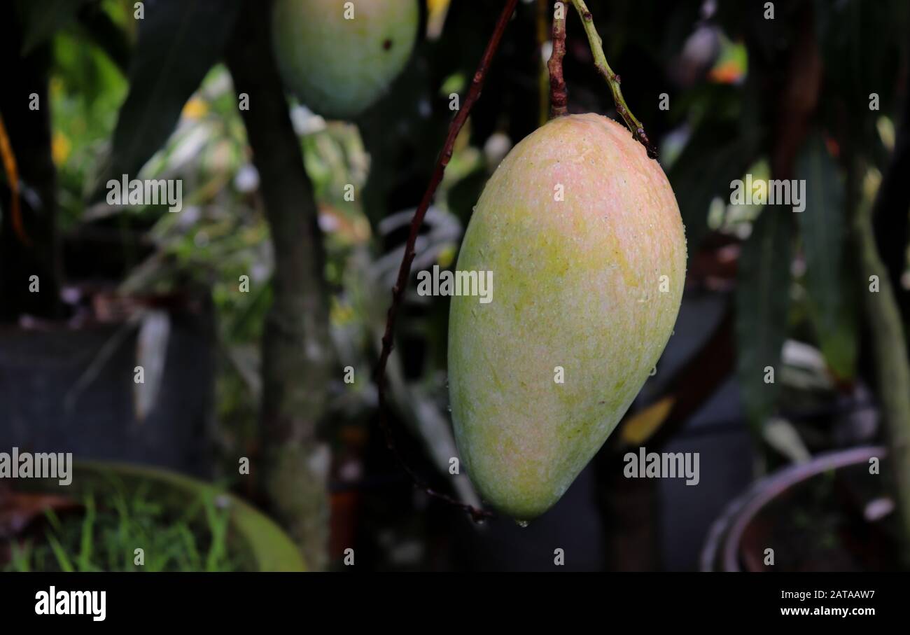 Green Mango Fruit on Mango Tree. Beautiful Green Mango Stock Photo - Alamy