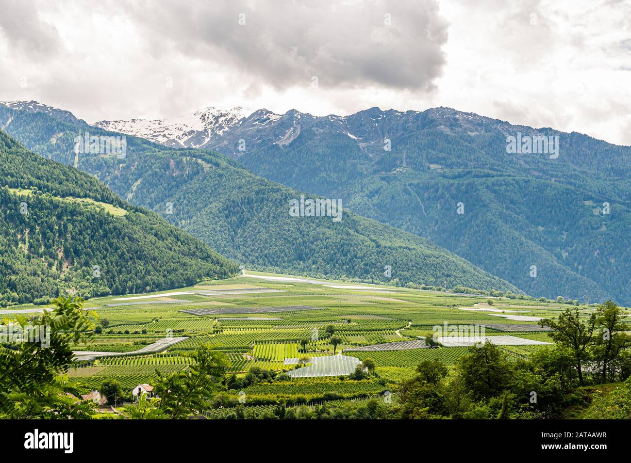 fruit plantation, Adige Valley, Italy Stock Photo - Alamy