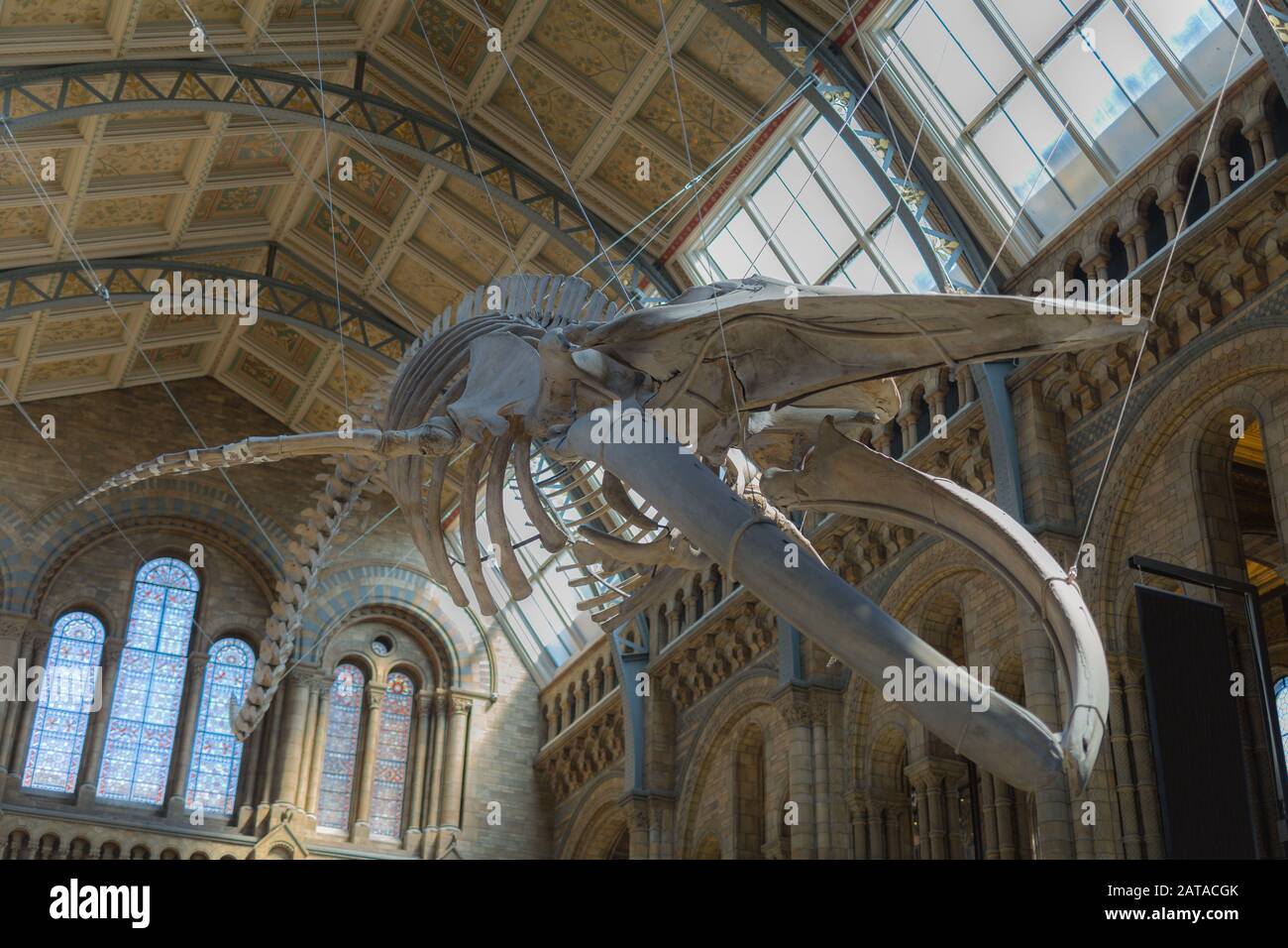 Blue Whale Skeleton hanging From the Ceiling of the Natural History ...
