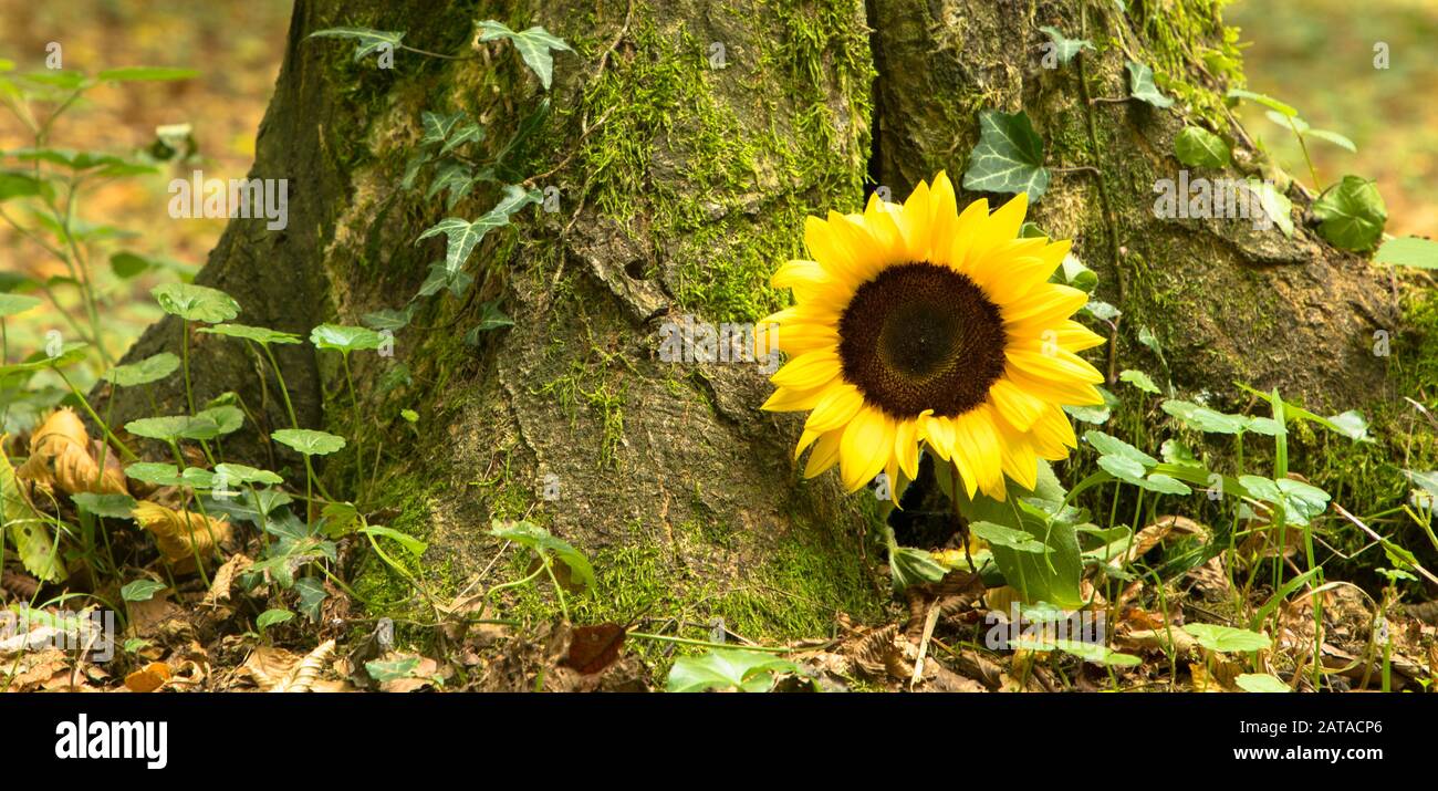 A sunflower lies on the tree trunk in a forest cemetery Stock Photo - Alamy