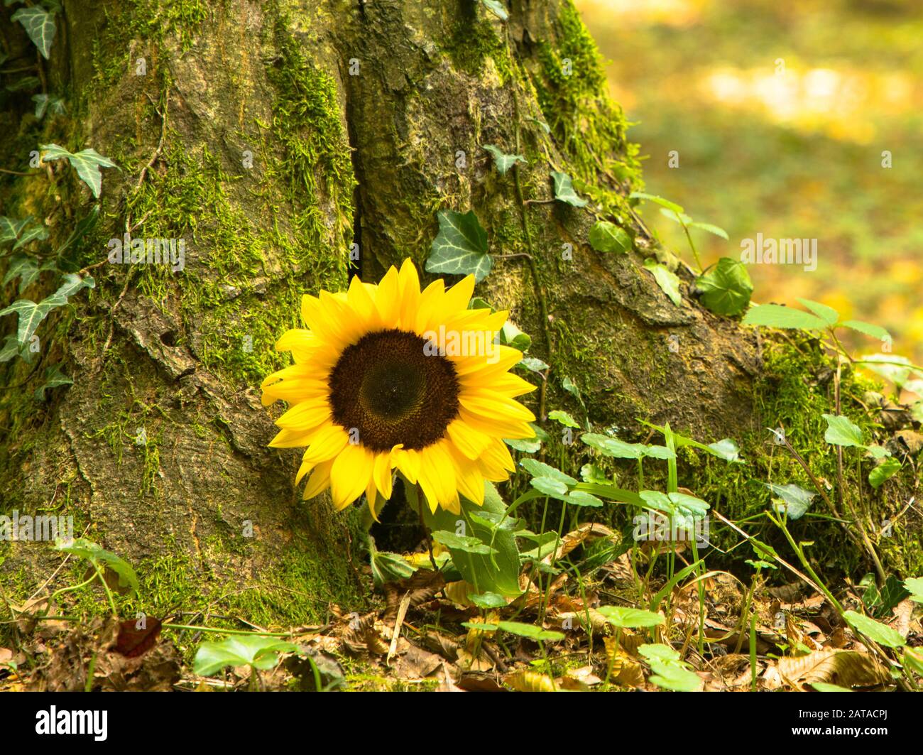 A sunflower lies on the tree trunk in a forest cemetery Stock Photo - Alamy