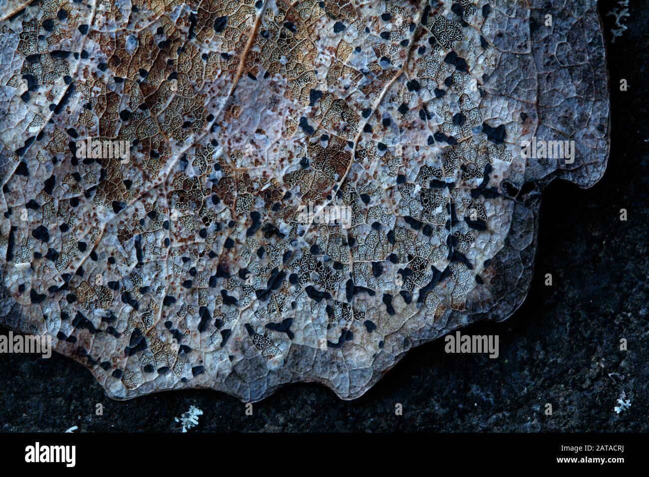 Lichenized fungi hi-res stock photography and images - Alamy