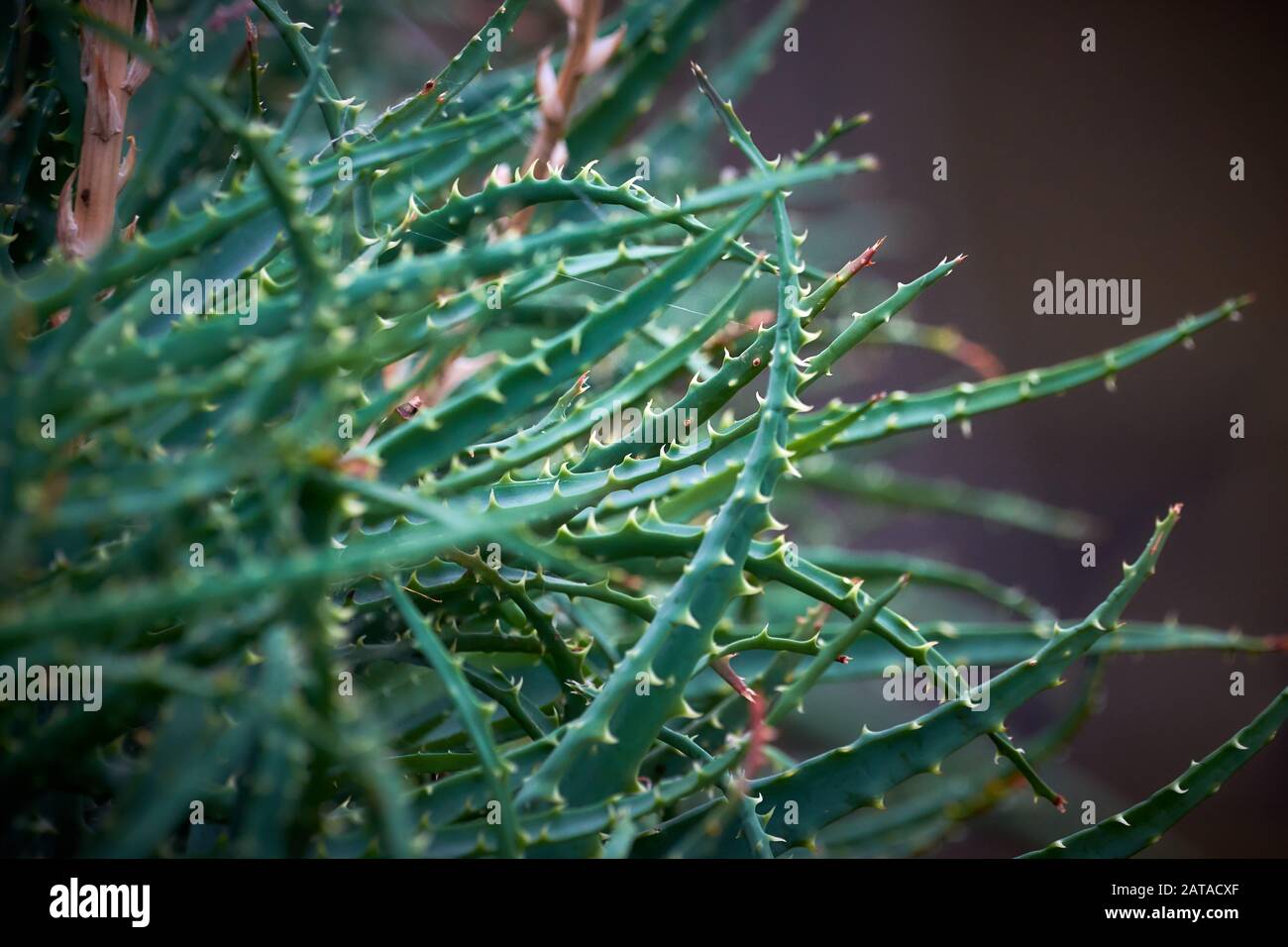 Spiny Plant High Resolution Stock Photography and Images - Alamy