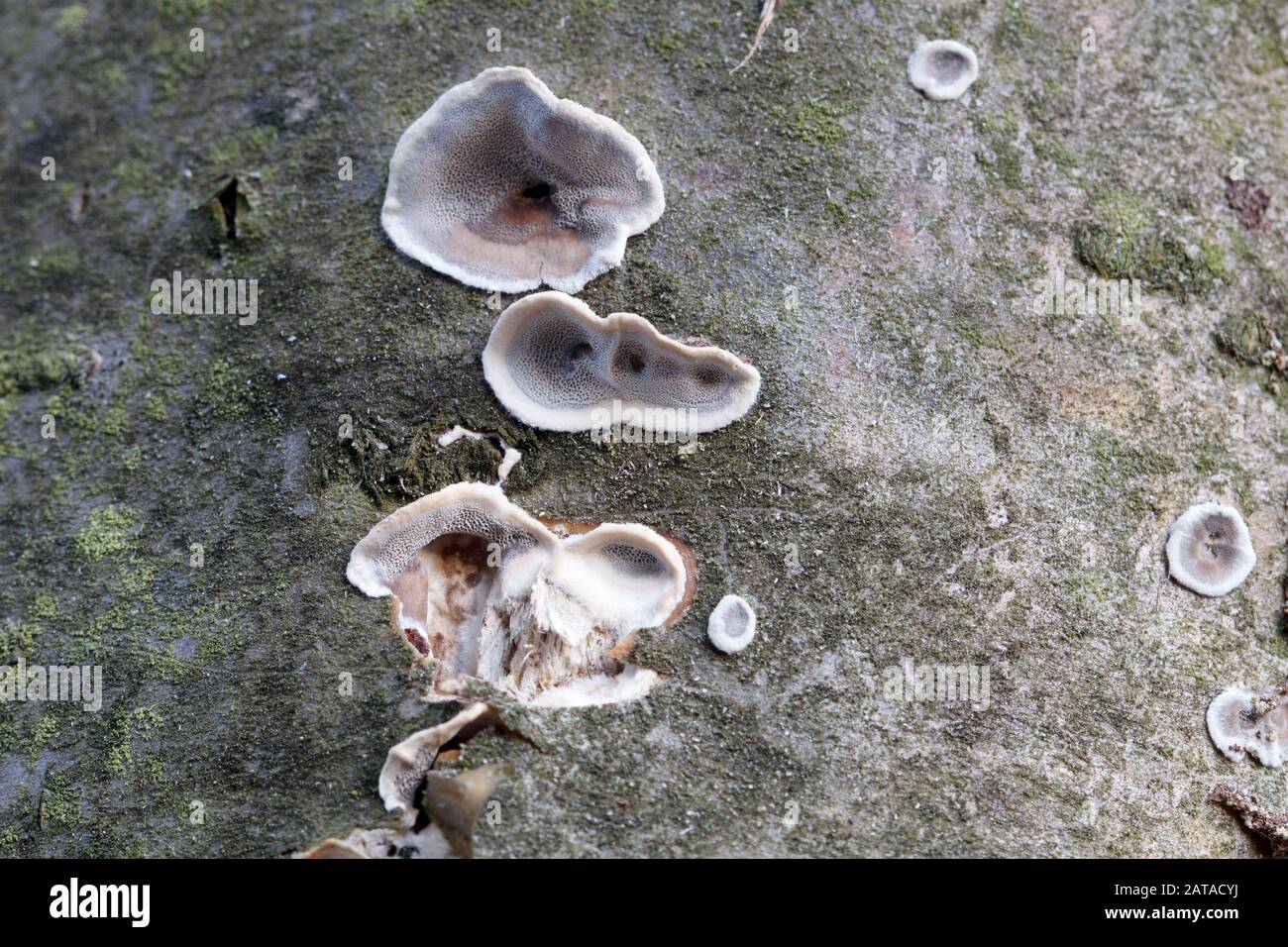 Bjerkandera adusta Smoky Polypore Stock Photo - Alamy
