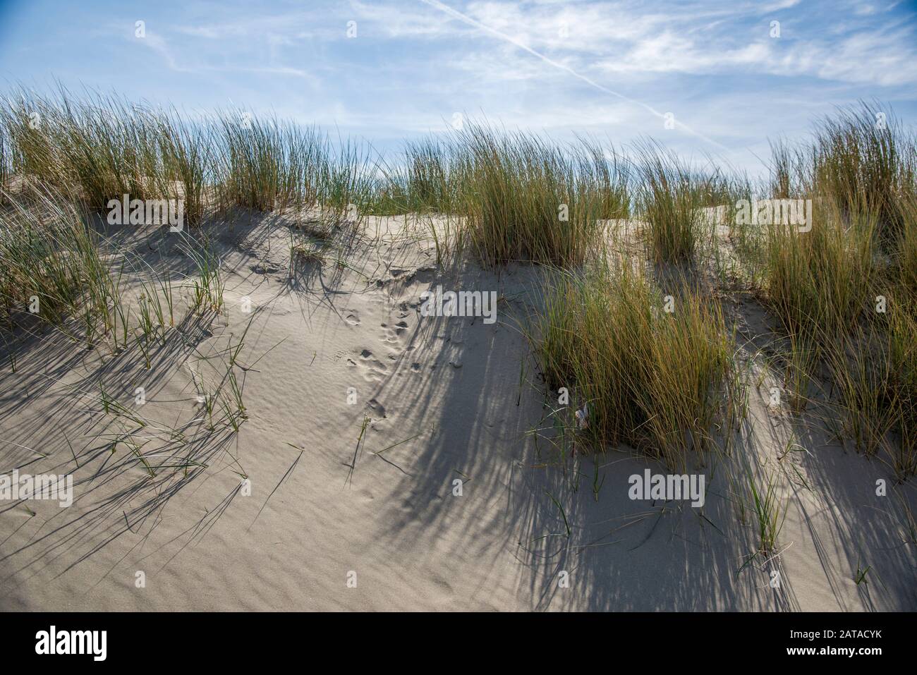 Marram grass in the sunlight at the dunes of Monster along North Sea ...