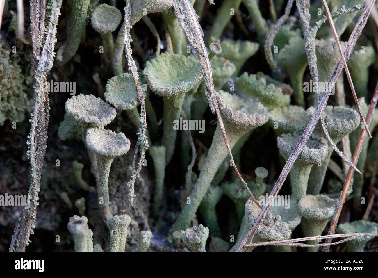 Lichenised fungi hi-res stock photography and images - Alamy