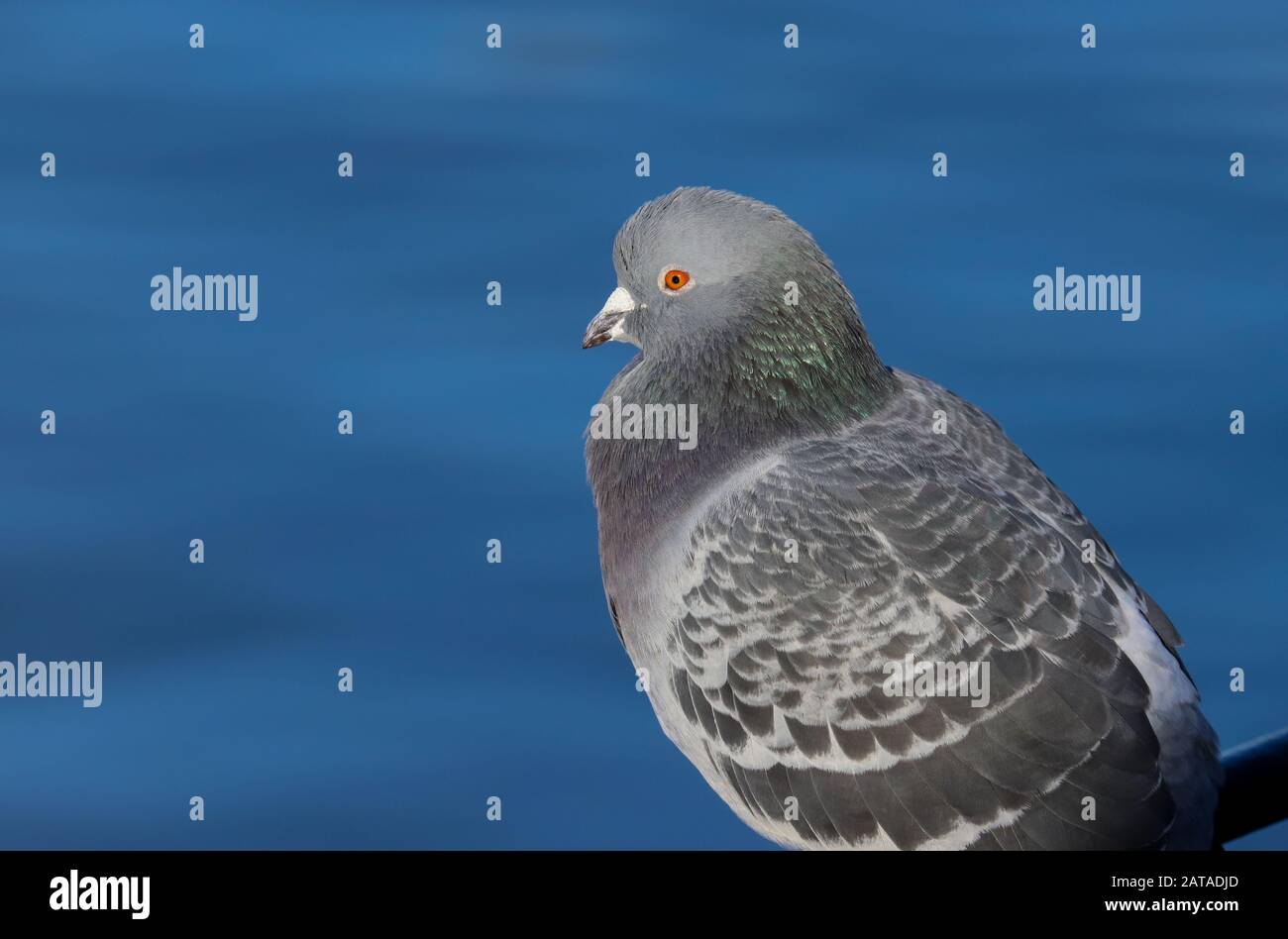 Common pigeon head and shoulders hi-res stock photography and images ...