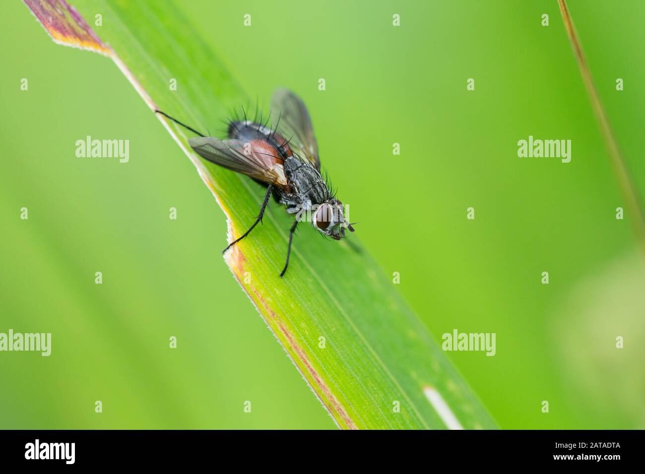 Eriothrix hi-res stock photography and images - Alamy