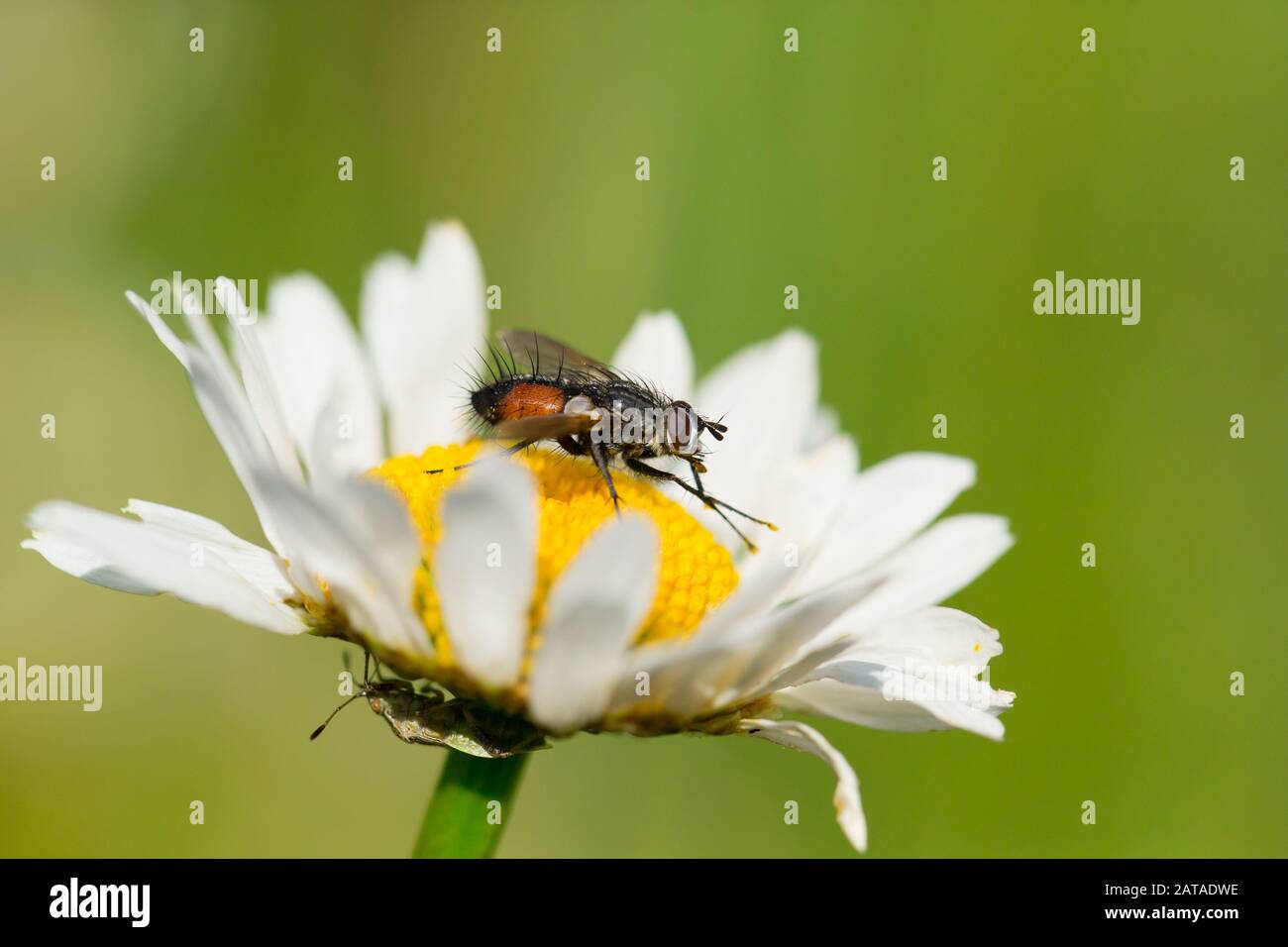 Eriothrix hi-res stock photography and images - Alamy