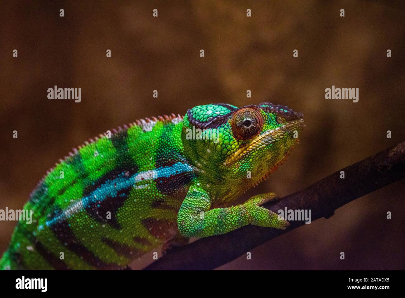 Chameleon, Bright Vivid Exotic Climate, Chameleon On The Branch Stock ...