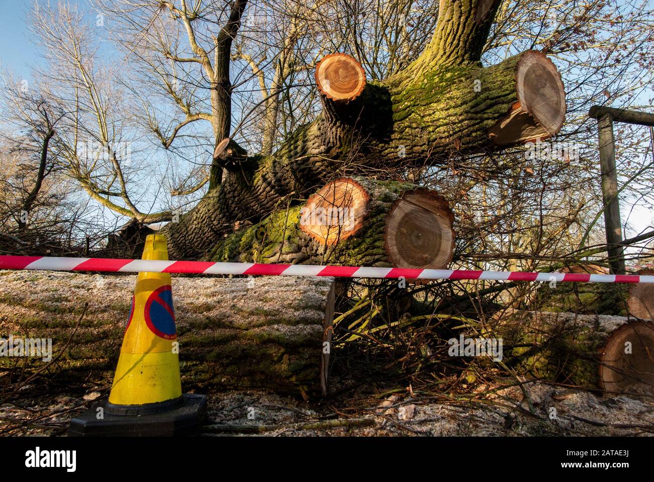 Tree felling london hi-res stock photography and images - Alamy