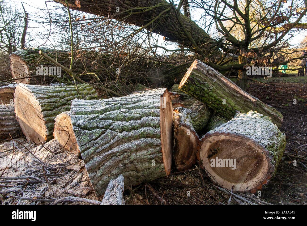 A fallen tree in a frosty London park after a storm Stock Photo - Alamy