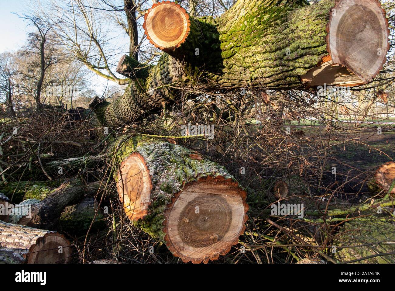 Cutting tree after storm hi-res stock photography and images - Alamy