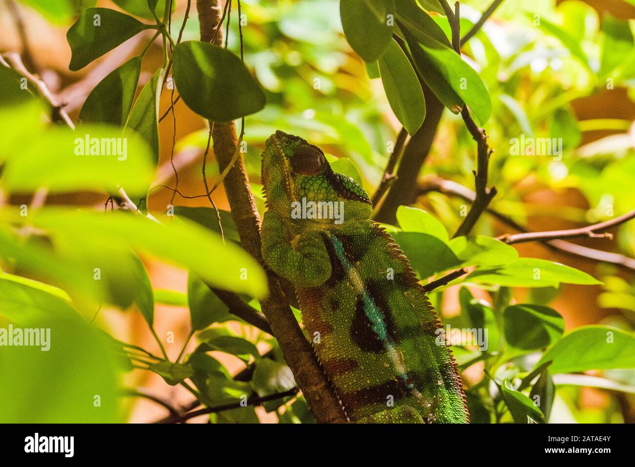 Cross eyed animals hi-res stock photography and images - Alamy