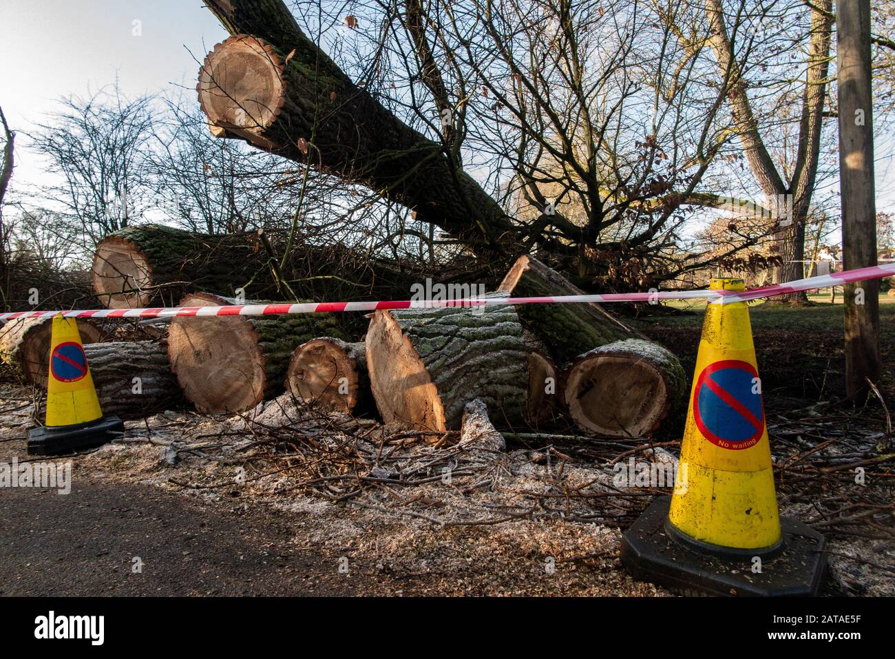 Firewood sawn fallen hi-res stock photography and images - Alamy