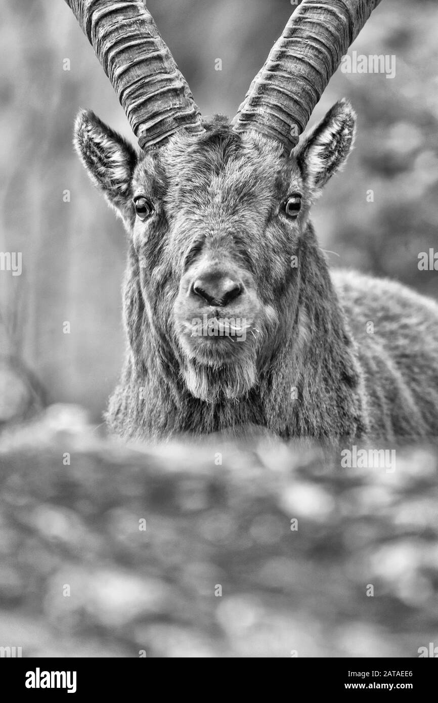 Black and white portrait of Ibex in Alps mountains (Capra ibex Stock ...