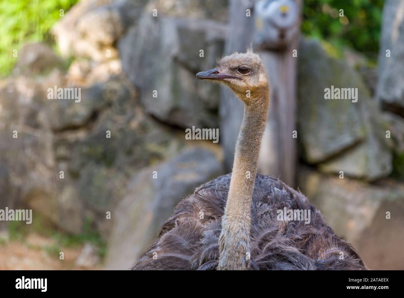 The Common Ostrich, Struthio Camelus, Or Simply Ostrich Stock Photo - Alamy