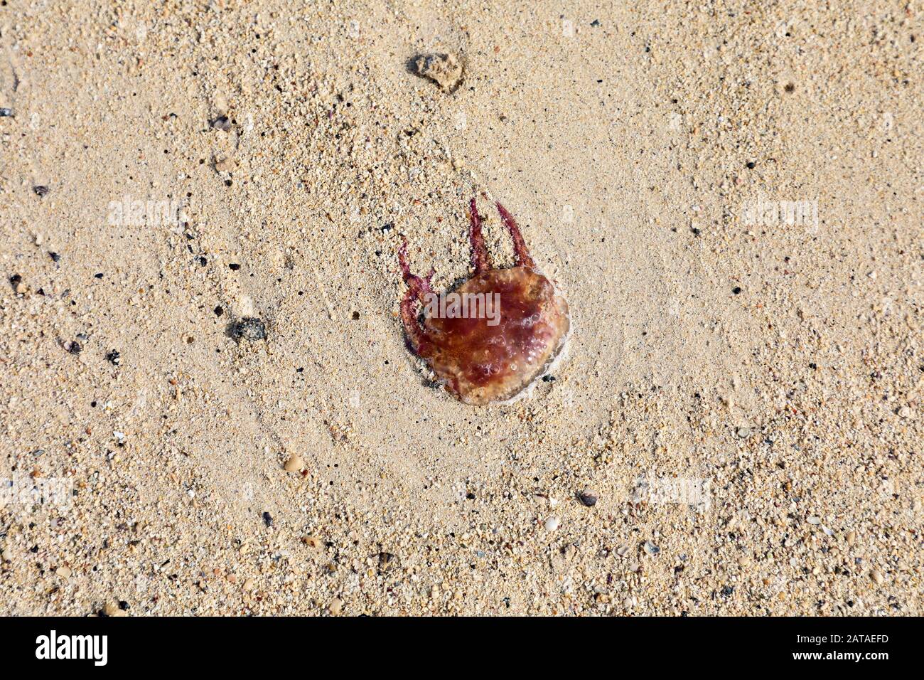 Small jellyfish lie on beach sand - dangerous animal poison toxic ...
