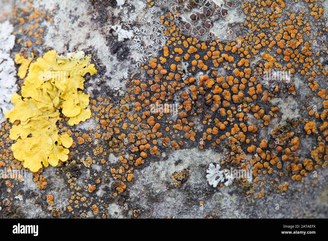 Sidewalk firedot lichen hi-res stock photography and images - Alamy