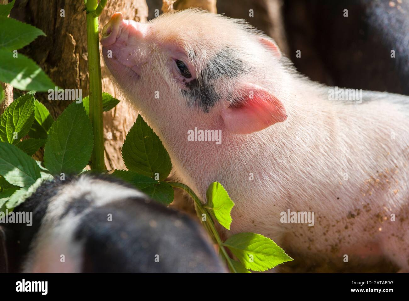 Cute Little Pig playing in the backyard. Baby pig Stock Photo - Alamy