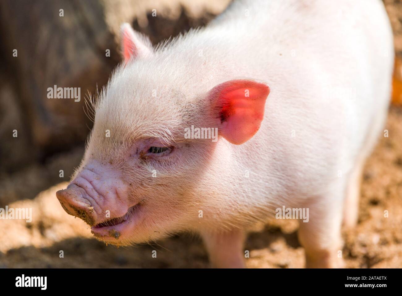 Cute Little Pig playing in the backyard. Baby pig Stock Photo - Alamy